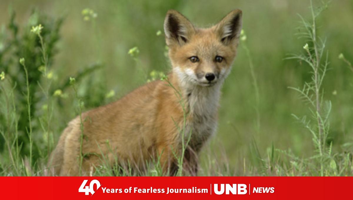Conservation of Bengal fox stressed