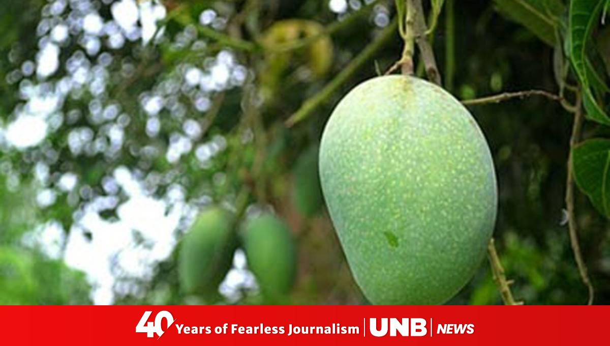 Bangladeshi ‘Khirshapat mango’ gets GI registration certificate