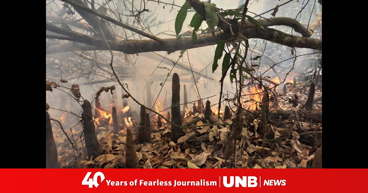 Fire breaks out at Sundarbans