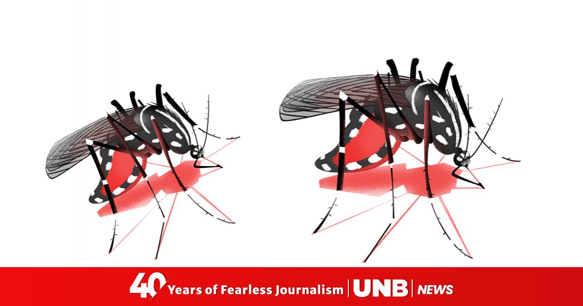 12 new dengue cases reported in 24hrs