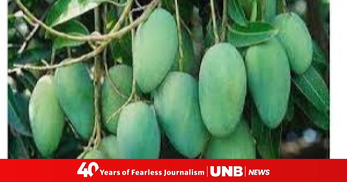 Rajshahi sets May 15 for start of mango harvesting