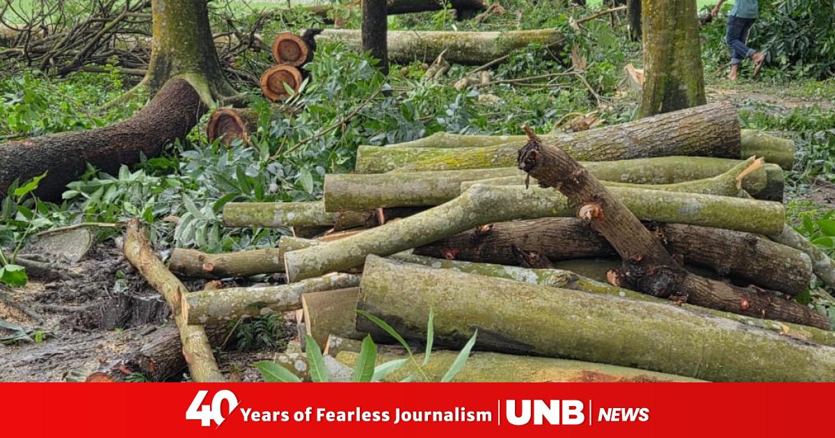 400 trees felled in Patuakhali ‘over land dispute’