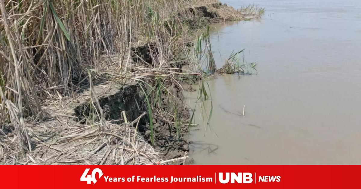 Jamuna riverbank erosion devours 50 homes in Sirajganj, schools at risk