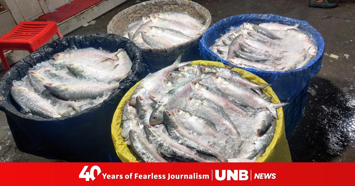 Hilsa floods Chandpur markets, prices drop
