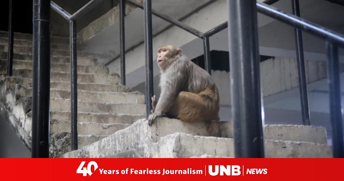 Monkey on busy Dhaka road: A rare sight that tells a bigger story
