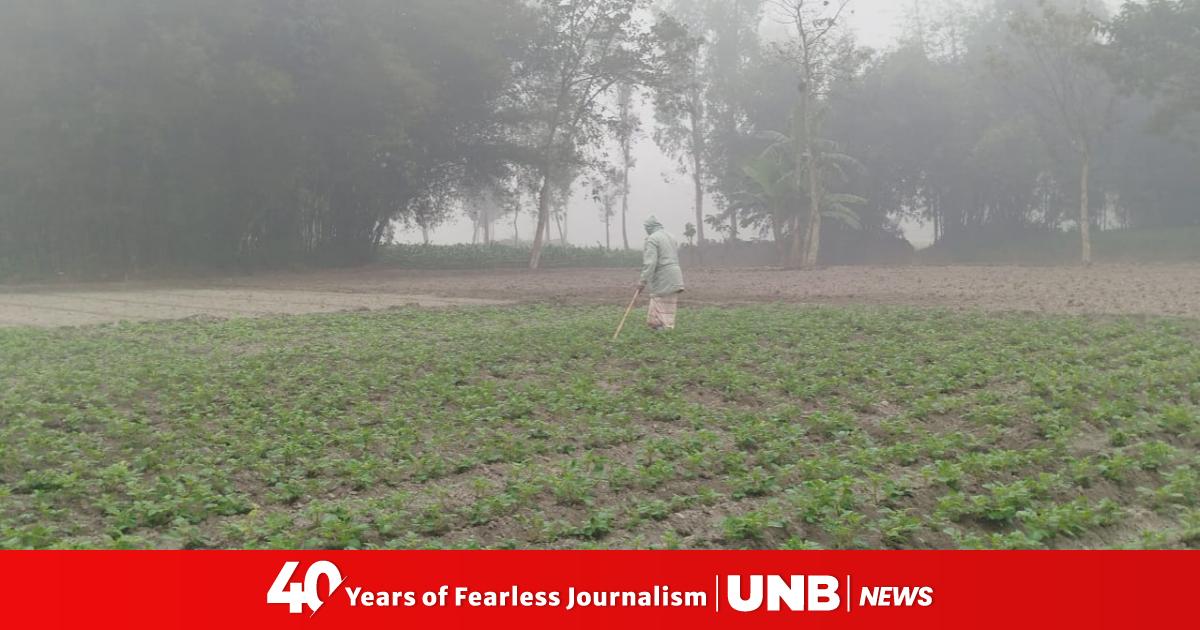 Cold wave disrupts life, livelihoods across northern Bangladesh