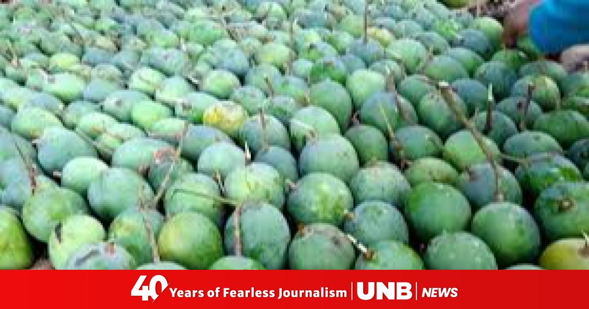 Mango harvesting begins in Satkhira