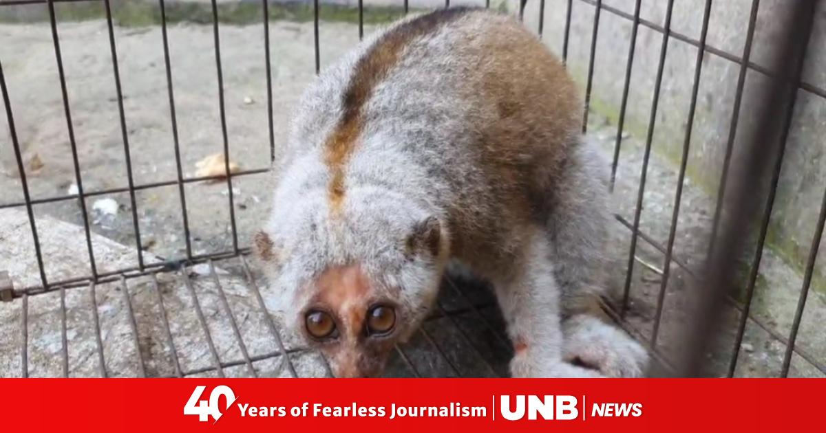 Rare Bengal slow loris rescued in Cumilla