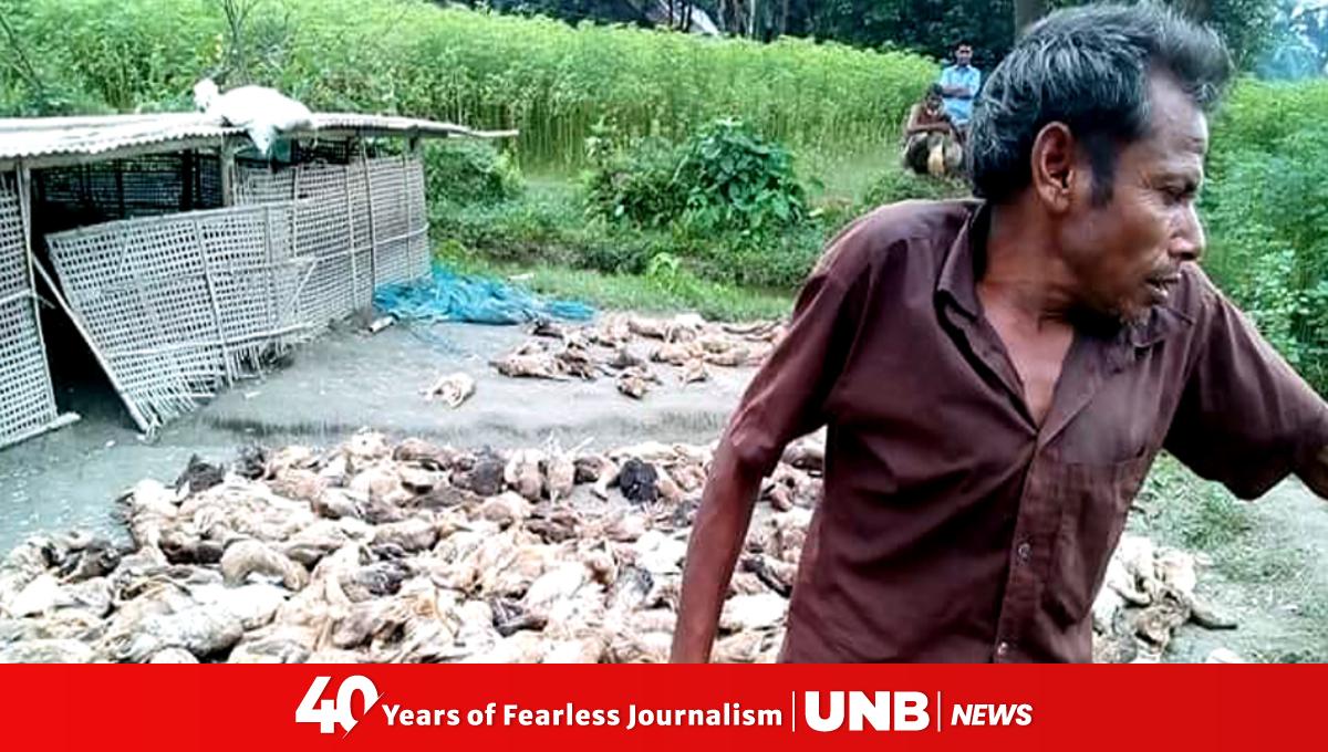 800 ducks ‘poisoned’ to death in Netrakona