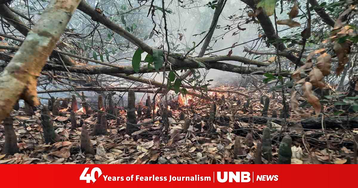 Sundarbans fire proving difficult to put out