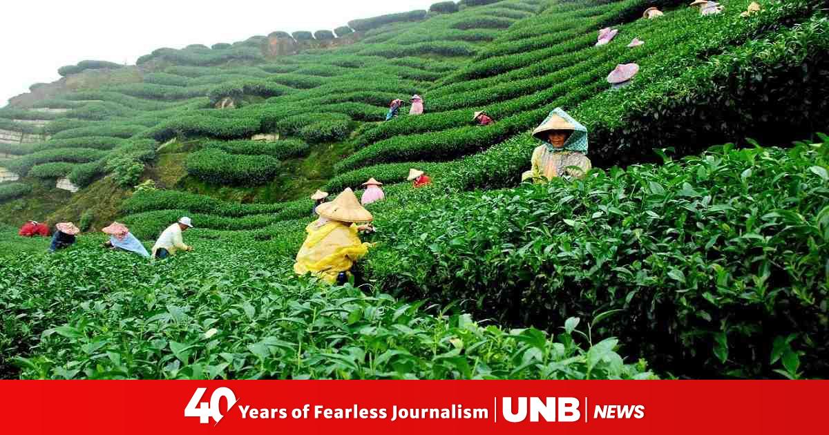 Best Tea Brands in Bangladesh