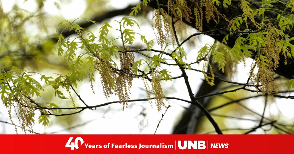 Spring allergies are here again — How to check pollen levels and keep ...