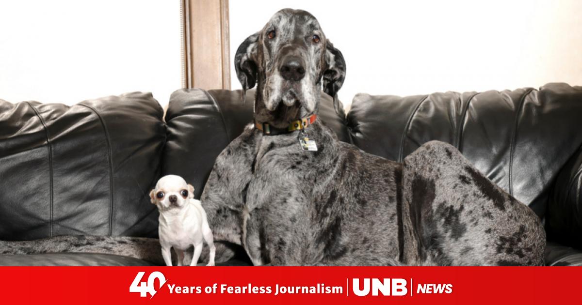 Record-Breaking Pups: World’s tallest and smallest dogs meet for a playdate