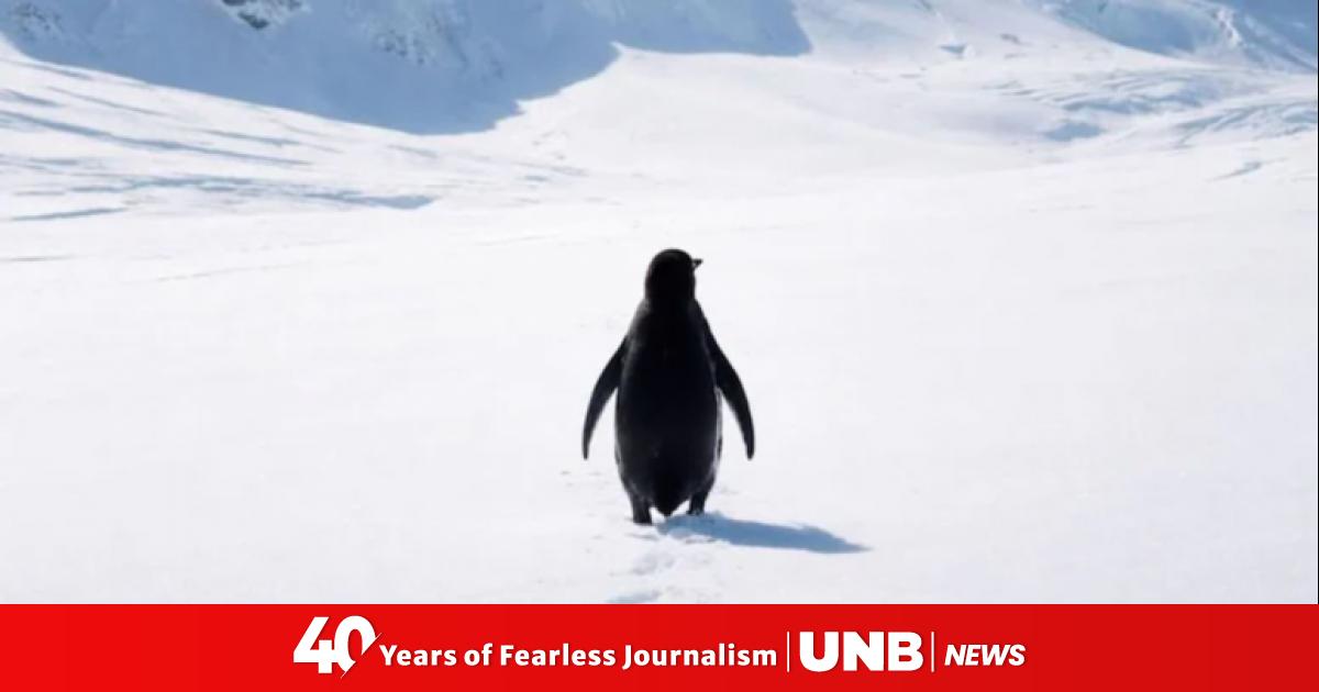 Why a lone nihilist penguin from a 2007 documentary goes viral