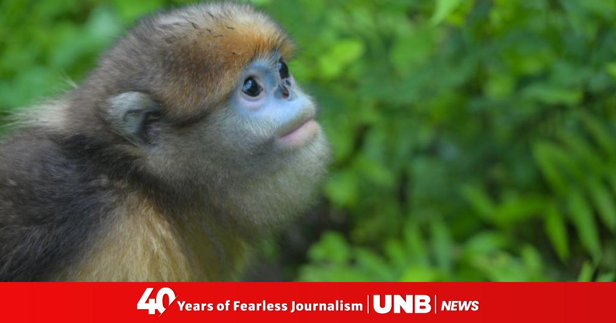China steps up protection efforts for rare golden monkeys at world ...