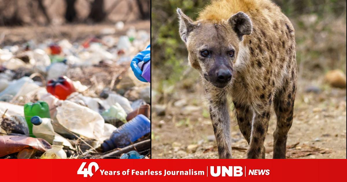 Hyenas quietly helping clean Ethiopian city by processing thousands of ...