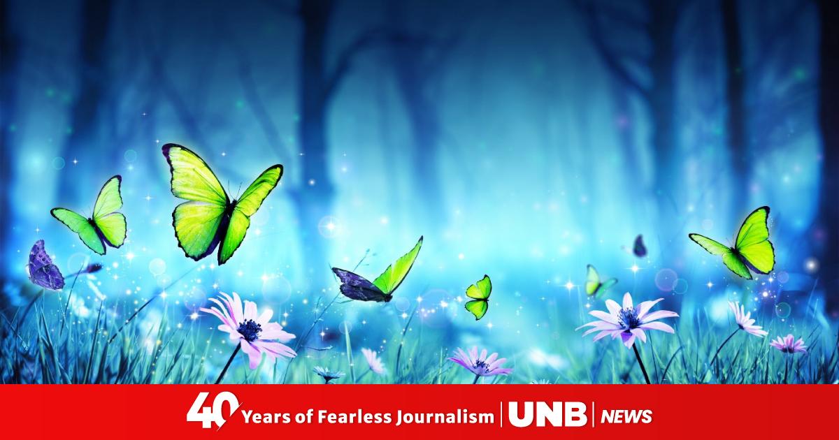 The Butterfly Effect Theory: Everything You Need to Know About