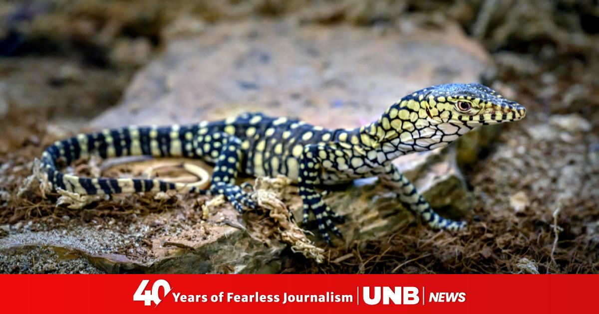 LA Zoo hatches first-ever perentie lizards, one of largest lizard ...