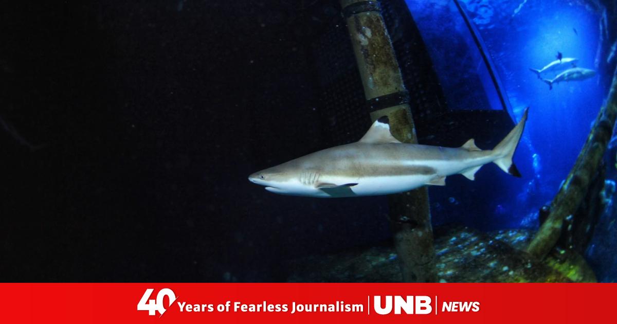 Study warns ocean chemistry changes could weaken sharks’ teeth