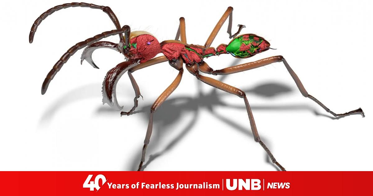 Scientists build digital library of ants using AI and synchrotron scans