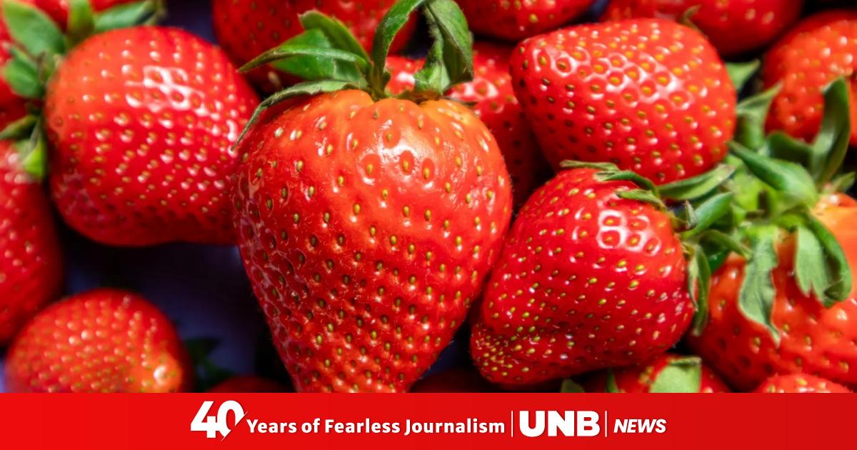 DNA ‘time stamps’ uncover surprising evolutionary history of strawberry