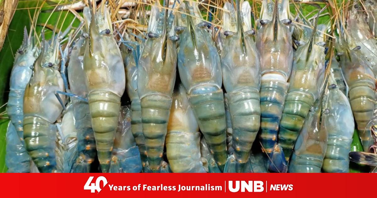 Climate change: Shrimp farming endangered in Khulna