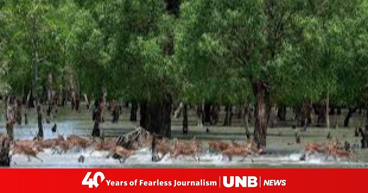 New patrol outposts to enhance safety for Sundarbans forest guards