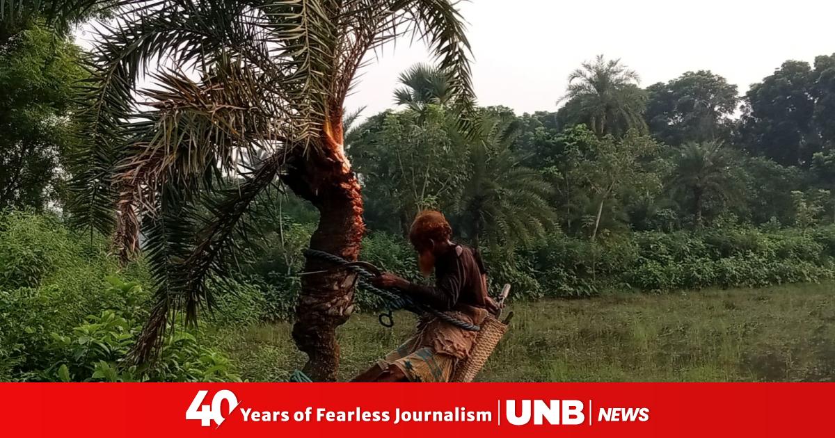 Target set to collect 3,000 mts molasses from date palm trees in Chuadanga