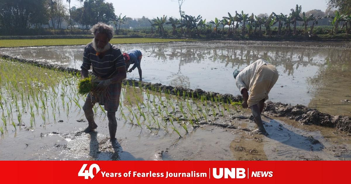 GK Irrigation Project revived, bringing relief to Kushtia and Chuadanga ...