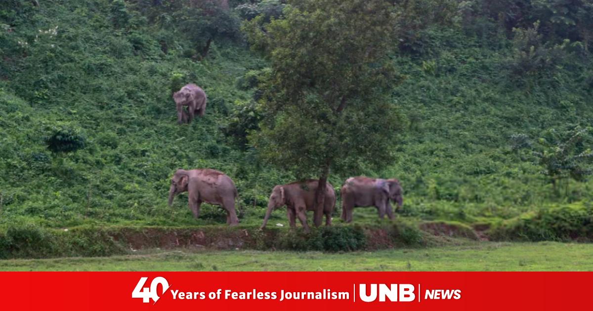 Govt charts twin pathways to ease human-elephant conflicts in Bangladesh