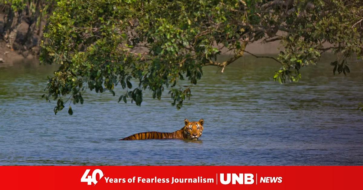 Tigers return but hunger lurks in Sundarbans