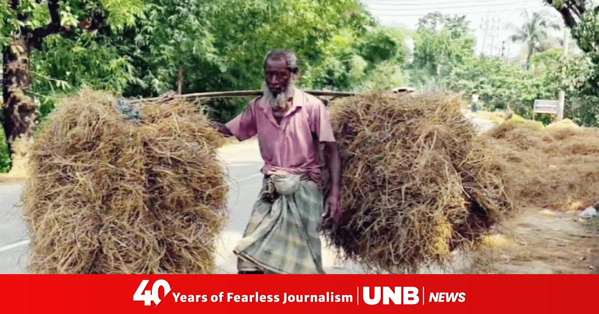 Farmers in SUnamganj haor region worried over cattle feed shortage ...