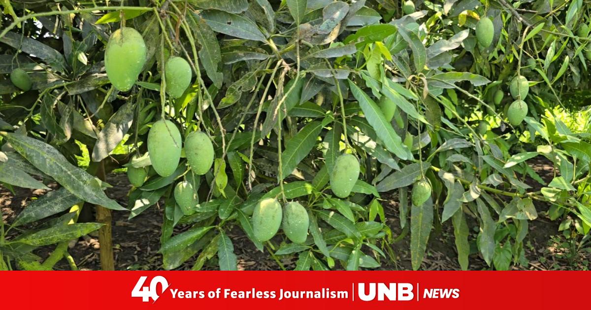 Beyond paddy and jute: Faridpur emerging as mango hub