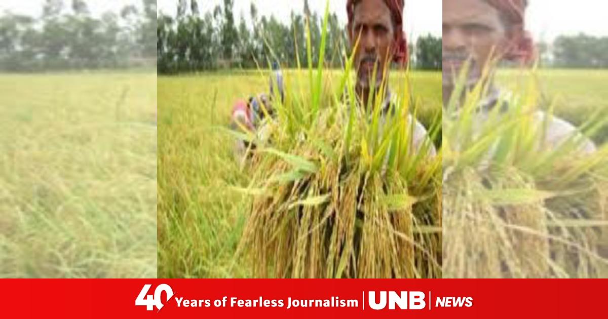 Paddy procurement process in Jashore goes digital