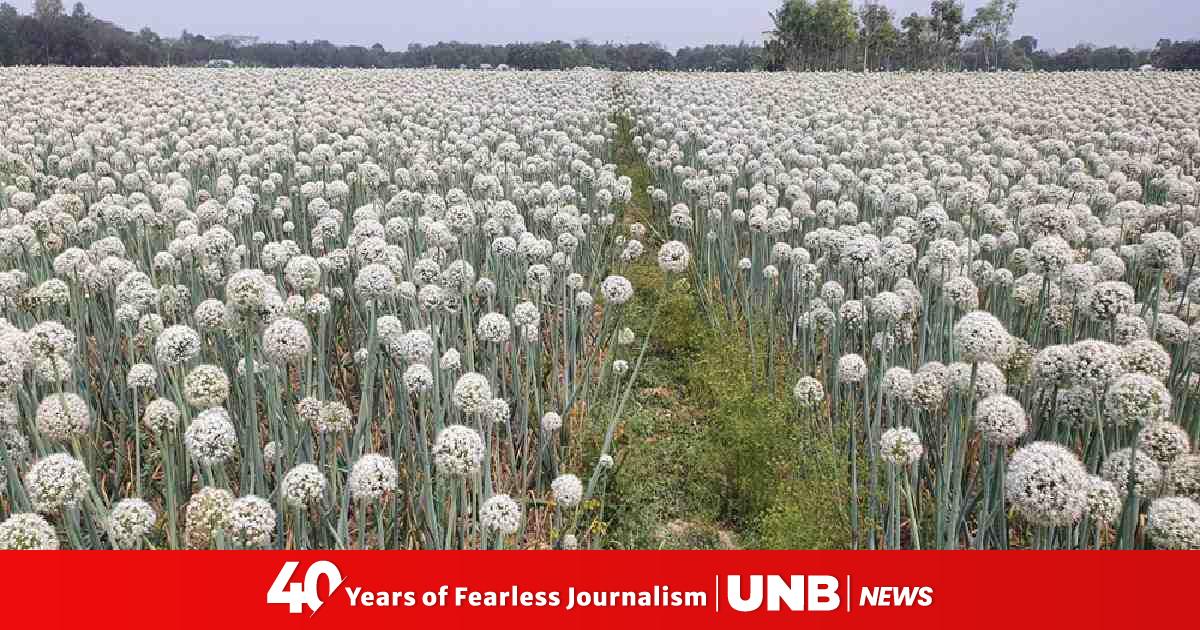 Faridpur's onion farmers eye bumper harvest