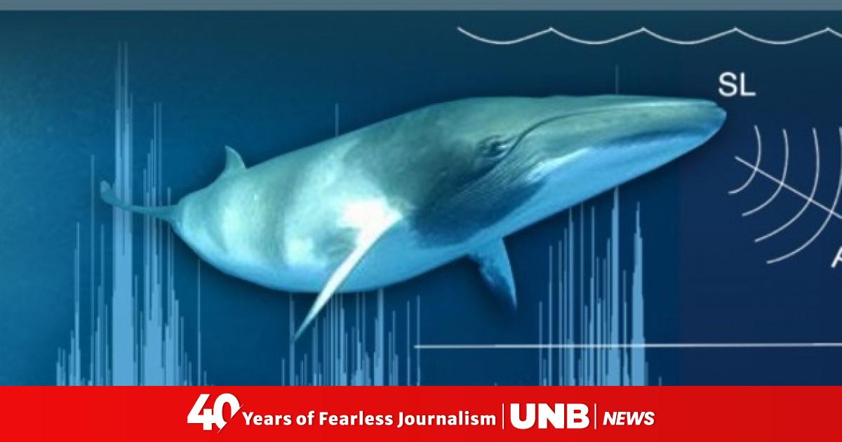 Low-cost AI system listens to whales using earthquake monitoring gear
