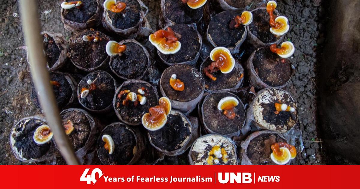 UN official says Chinese Juncao technology holds key potential to ...