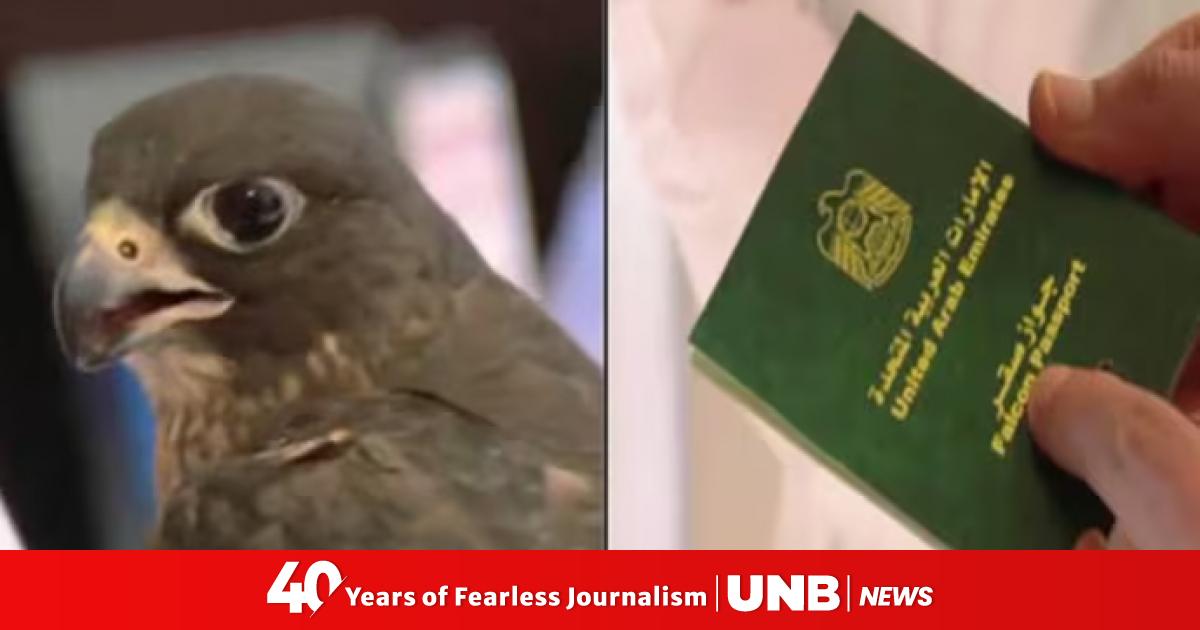 Bird in Emirates flight with its own passport!