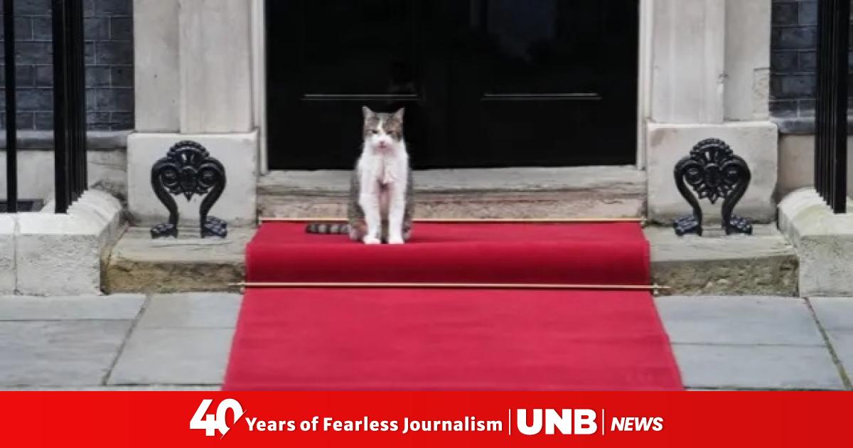 Larry the cat celebrates 15 years as No 10’s iconic chief mouser