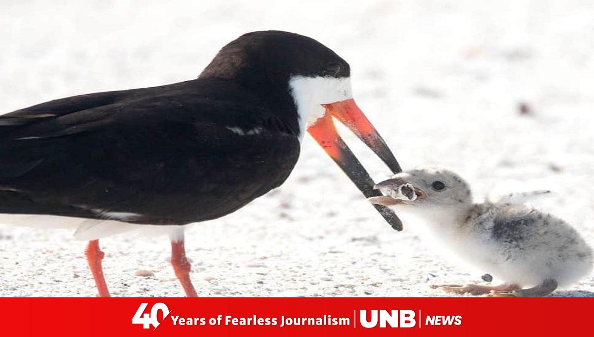Bird spotted feeding chick cigarette butt in ‘devastating’ picture