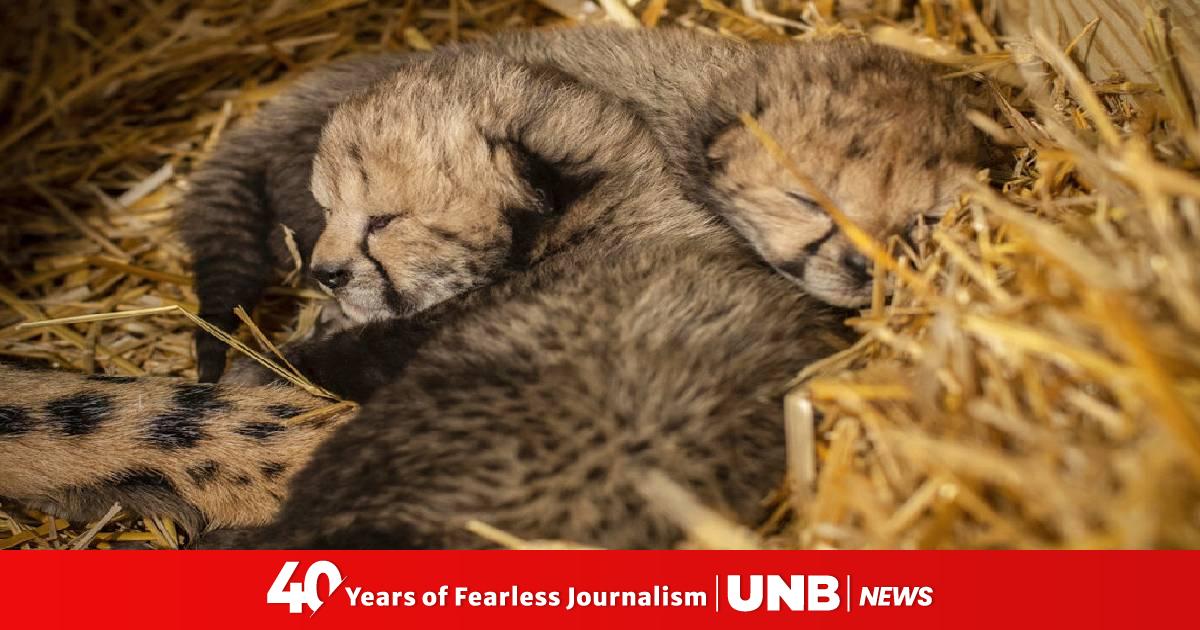 World's first in vitro cheetah cubs born at Ohio zoo